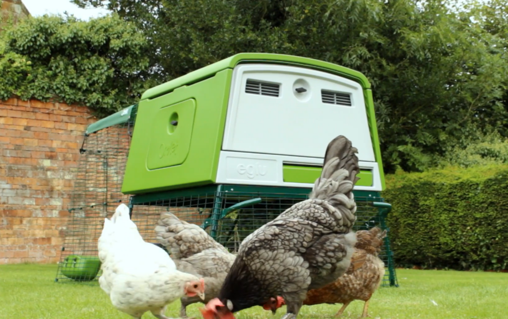 Omlet Eglu Cube : notre avis complet sur ce poulailler 🐔 Mon poulailler ...